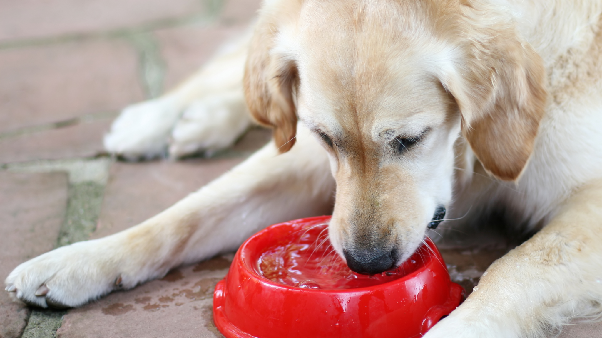 How important is it to give my pets filtered water? - Carico
